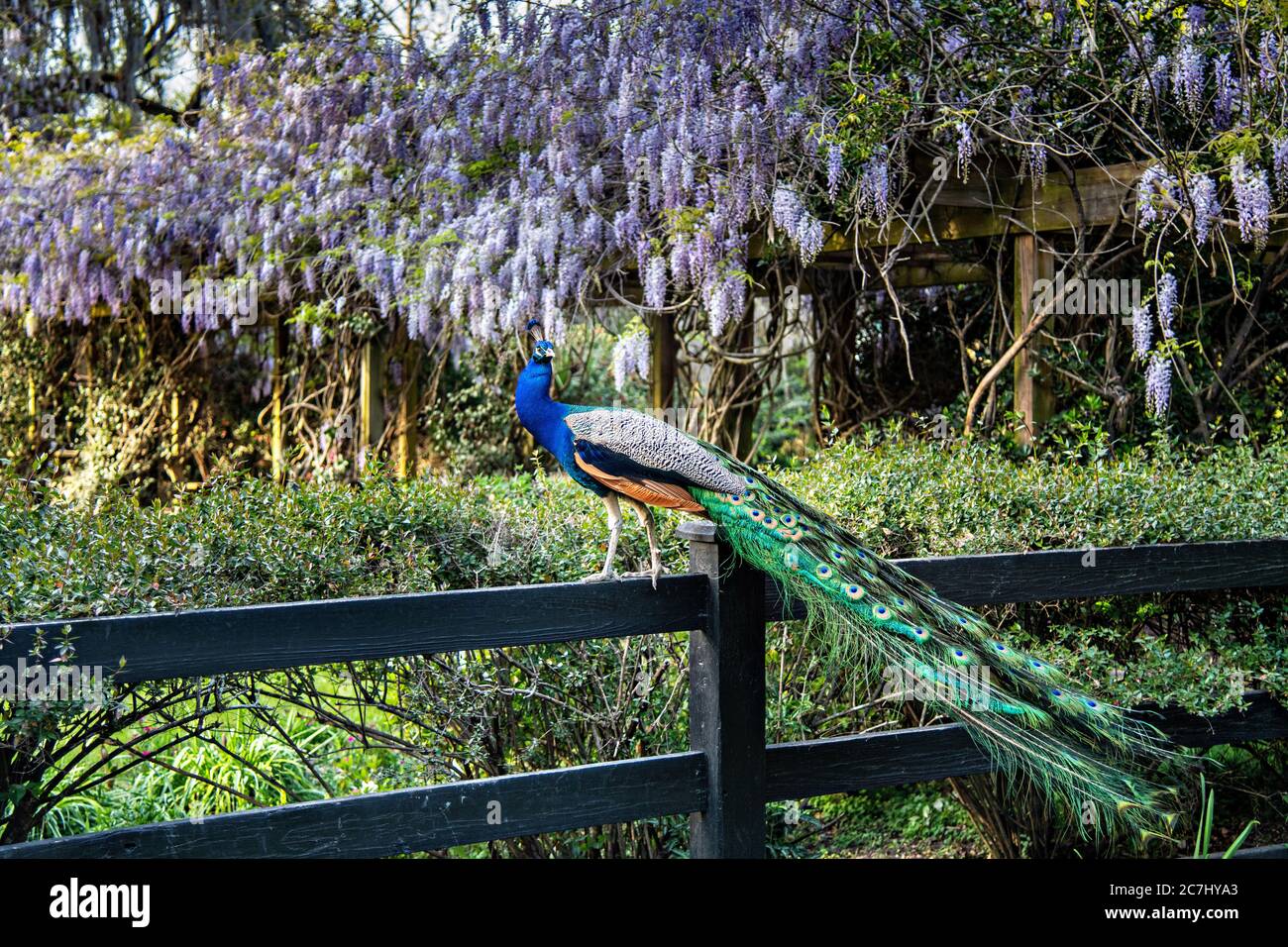A male Indian peacock perches on a garden fence in spring at Magnolia ...