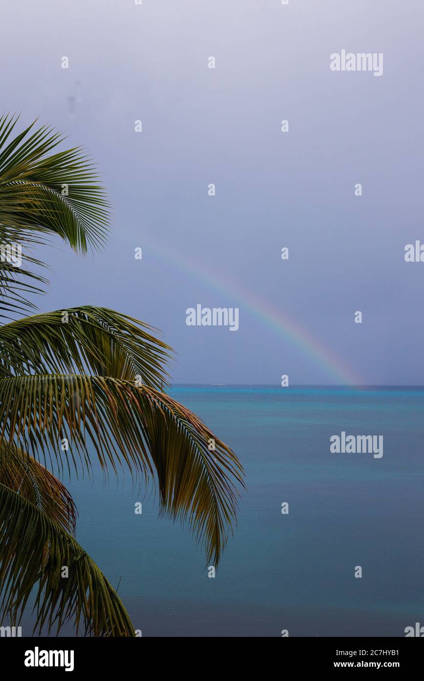 Rainbow tree puerto rico hi-res stock photography and images - Alamy