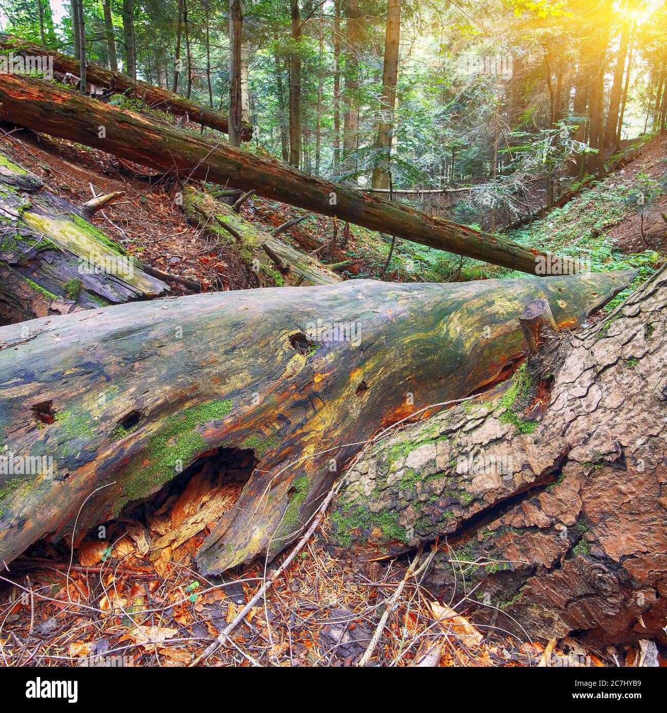 old fallen trees in the forest. Falen leaves in autumn. Sunset ...
