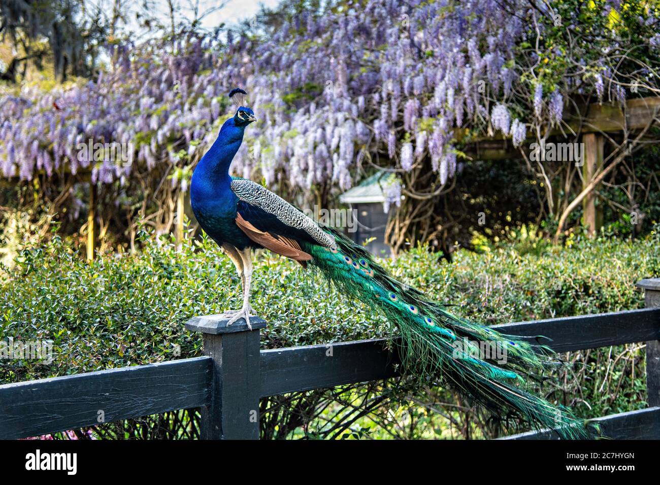 A male Indian peacock perches on a garden fence in spring at Magnolia ...