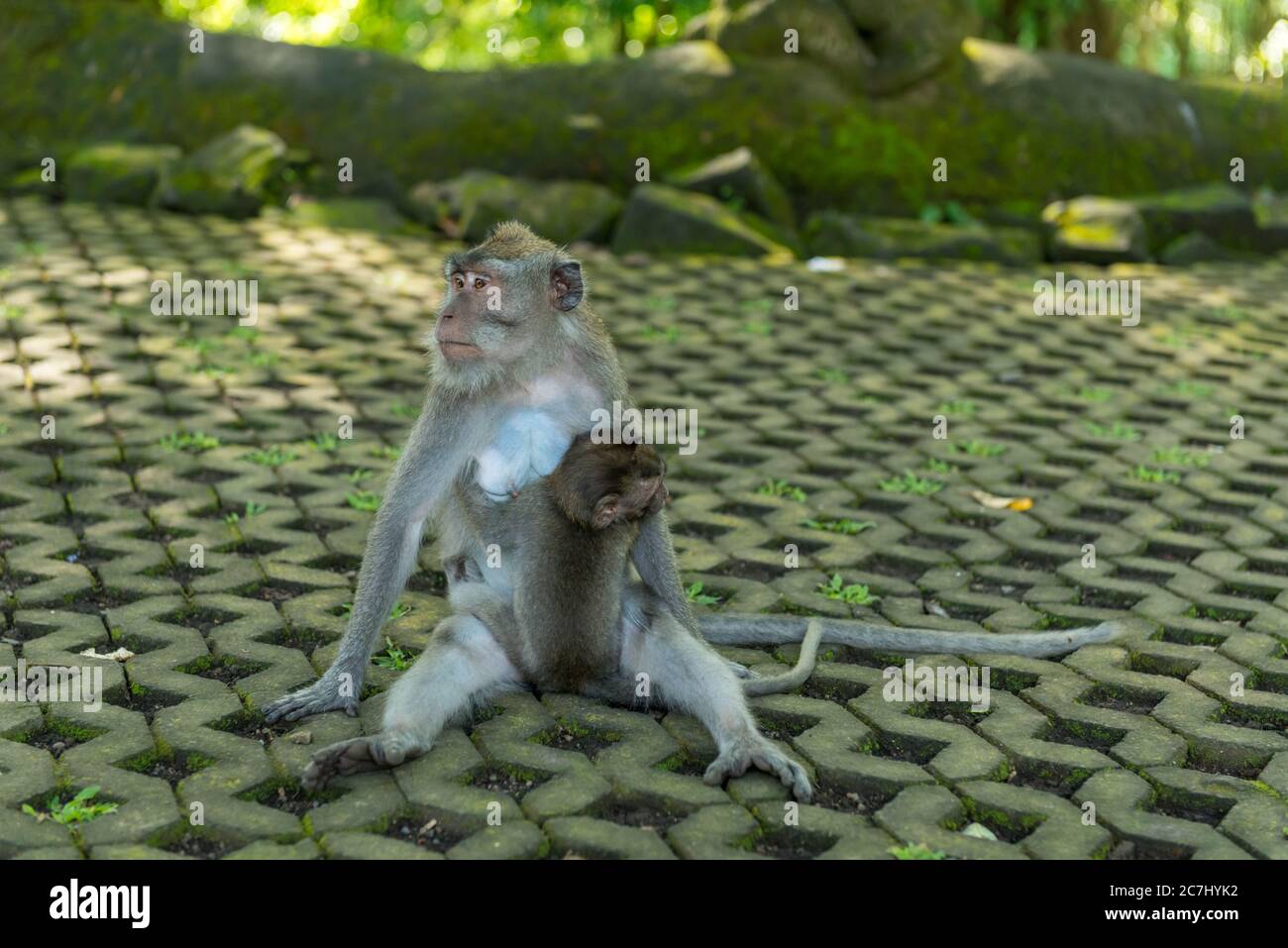 Monkeys in Ubud Bali Stock Photo - Alamy