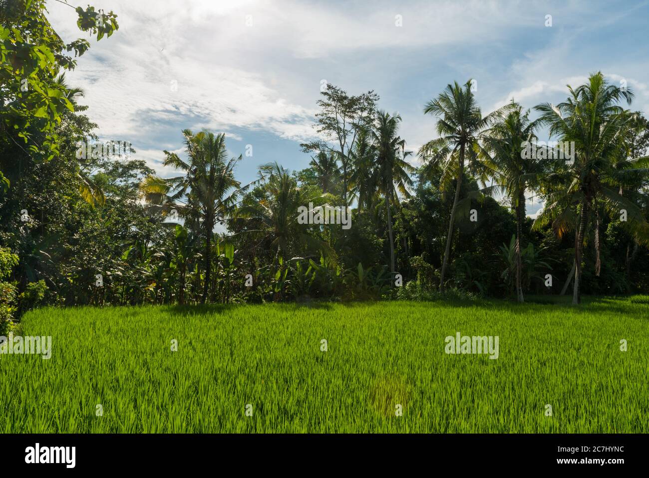 Rice fields in Ubud Stock Photo - Alamy