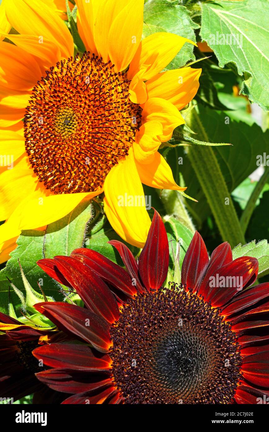 Yellow and maroon sunflower (helianthus Stock Photo - Alamy
