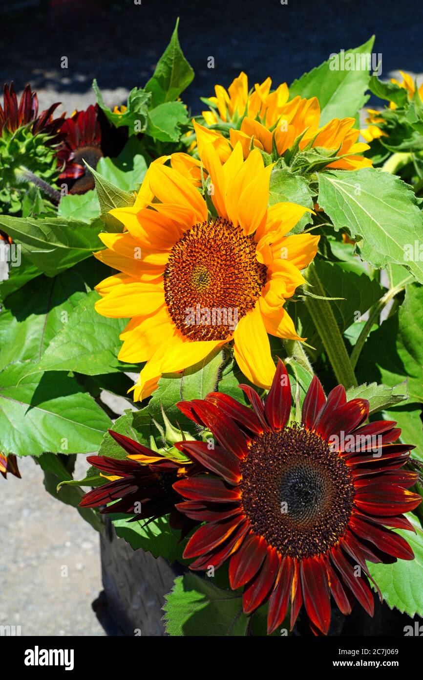 Yellow and maroon sunflower (helianthus Stock Photo - Alamy