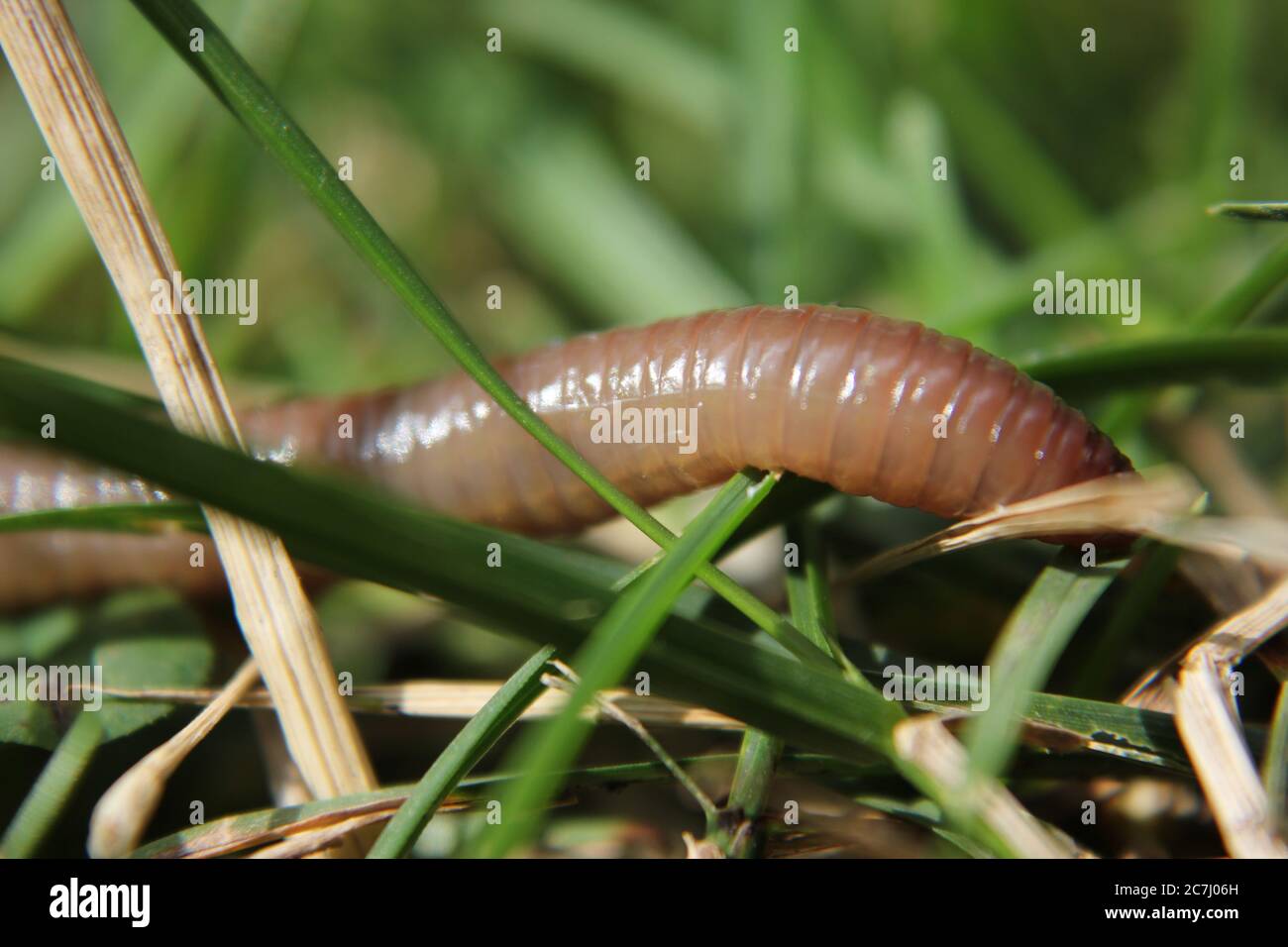 Common earthworm, dew-worm, rainworm, nightcrawler, angleworm, L ...