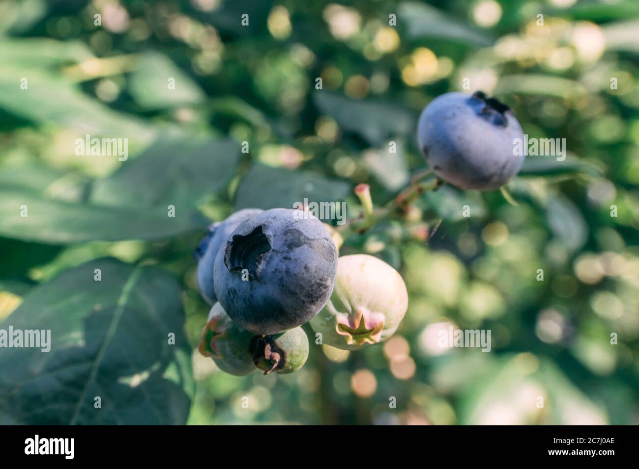 Sweet Shrub High Resolution Stock Photography and Images - Alamy