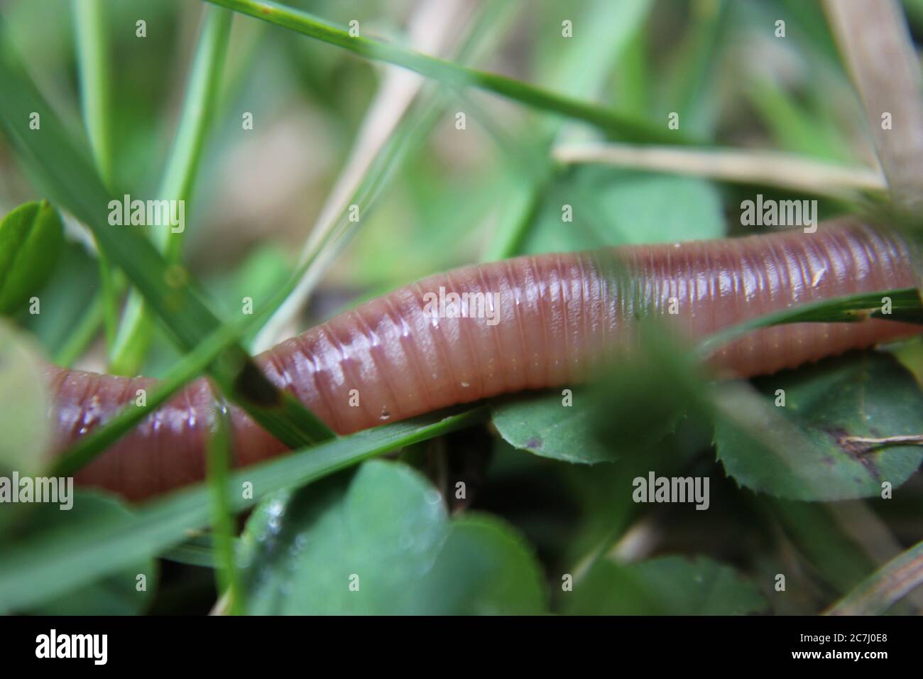 Common earthworm, dew-worm, rainworm, nightcrawler, angleworm, L ...