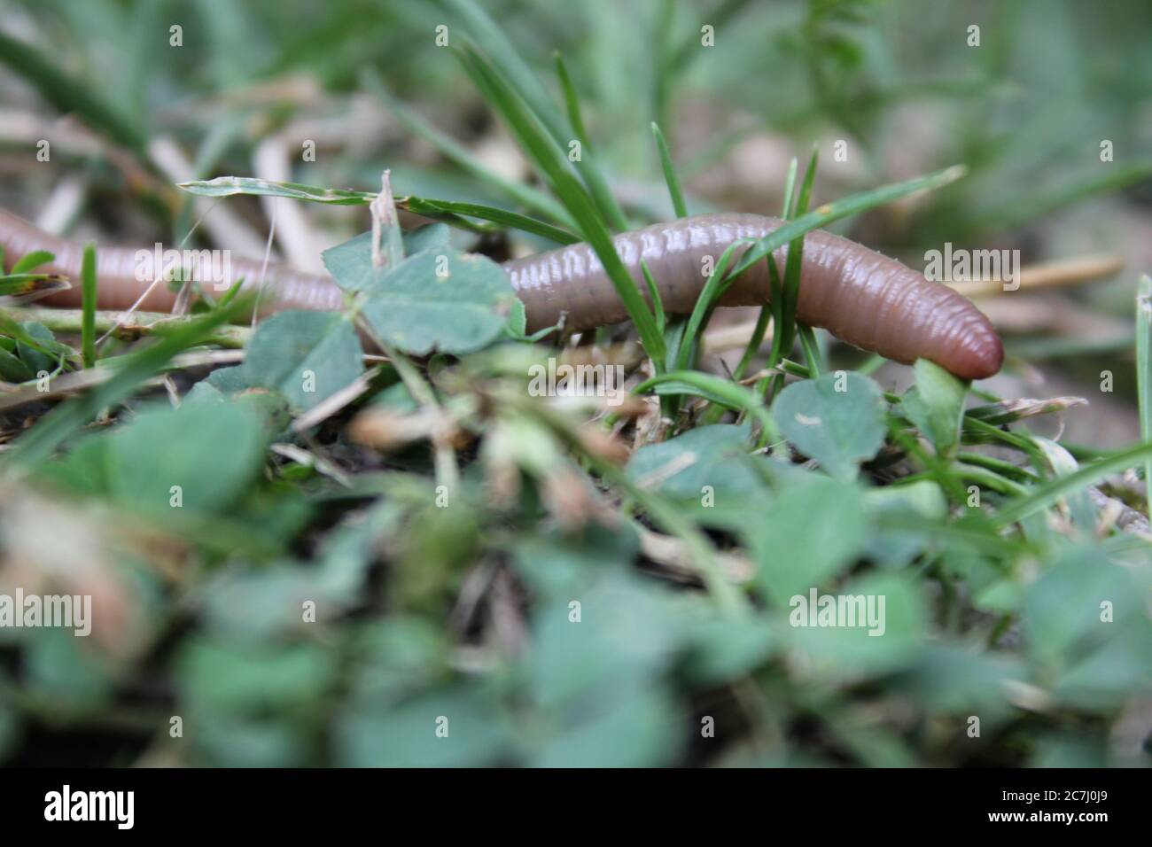 Common earthworm, dew-worm, rainworm, nightcrawler, angleworm, L ...
