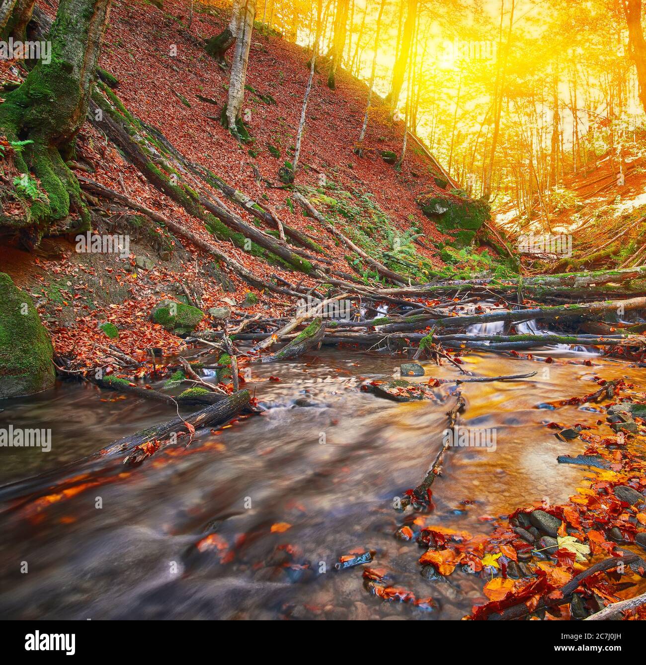 rapid mountain river in autumn. Fallen leaves. Sunset time Stock Photo ...