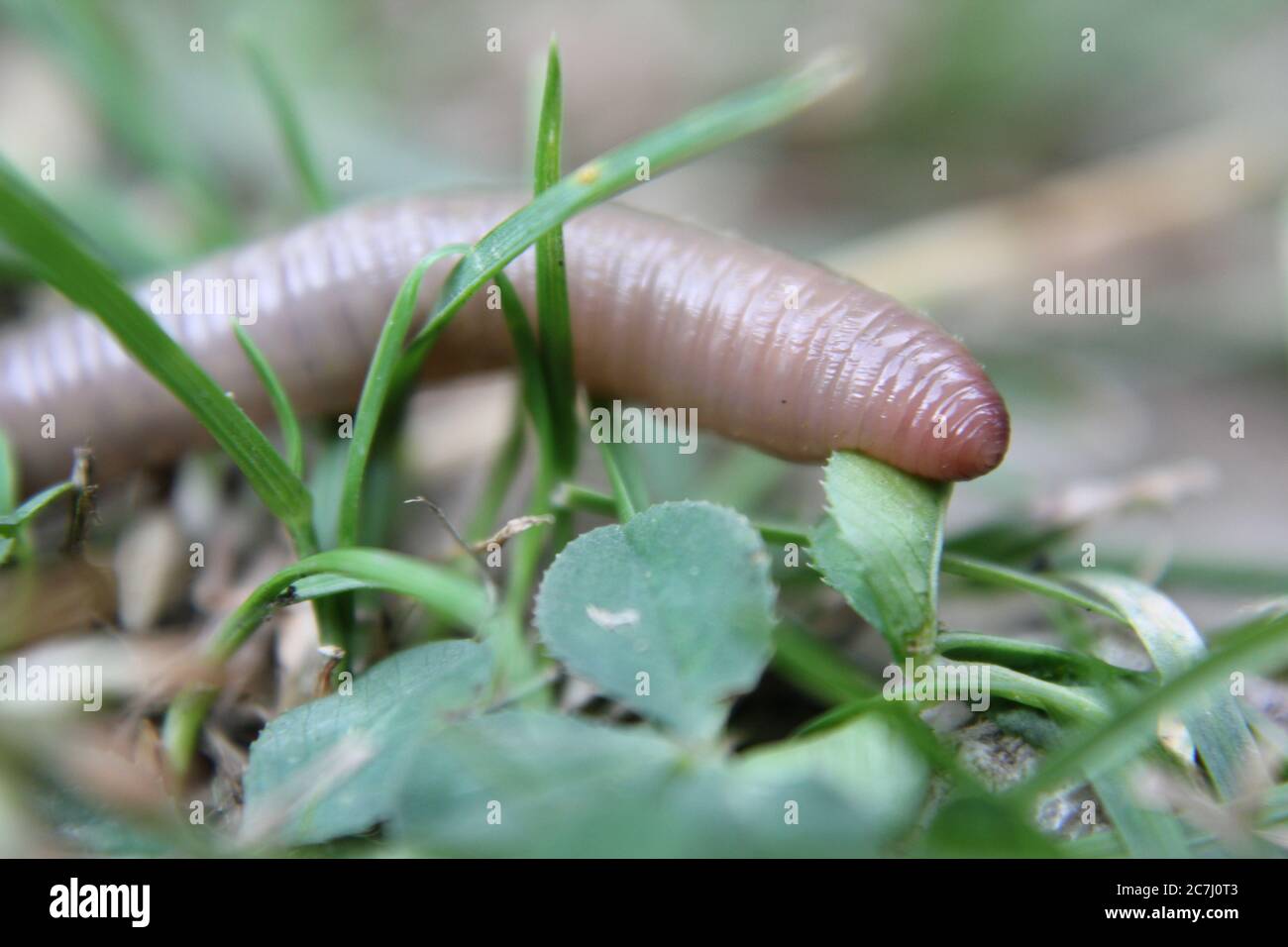Common earthworm, dew-worm, rainworm, nightcrawler, angleworm, L ...