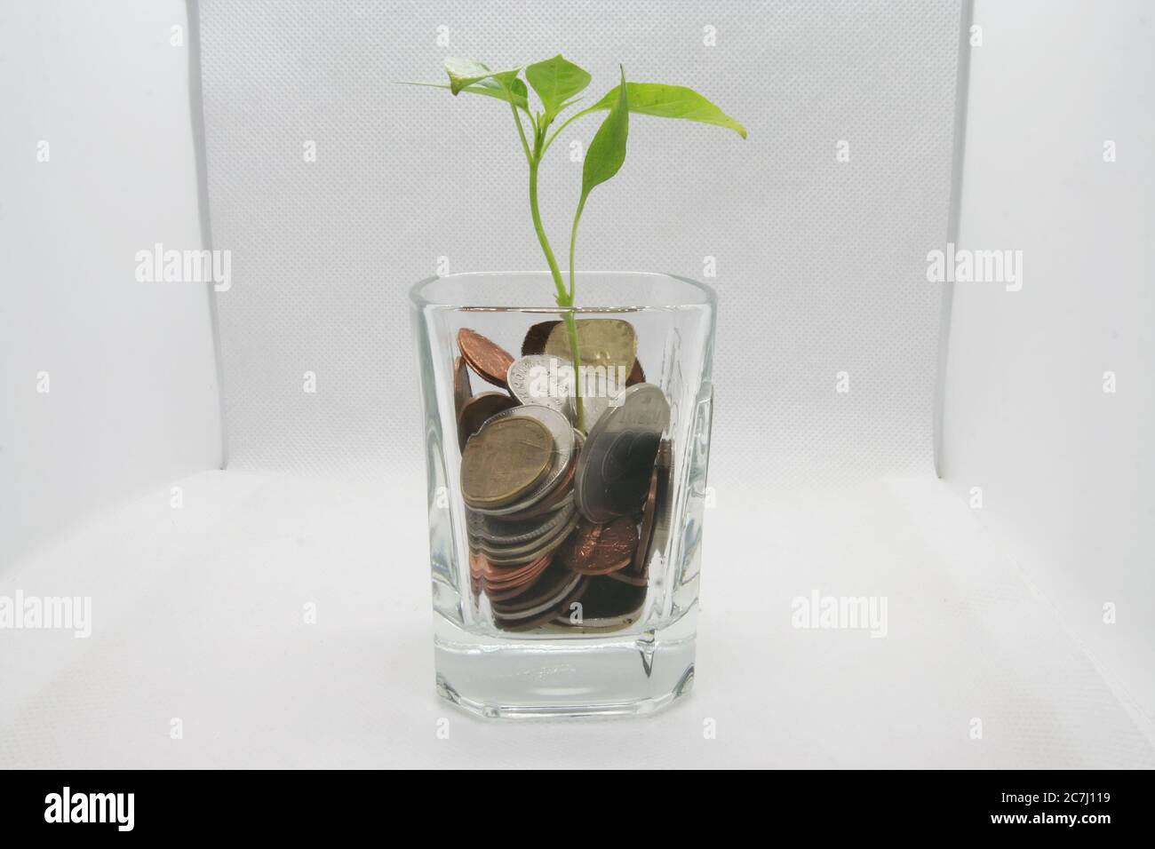 Money penny plant hi-res stock photography and images - Alamy