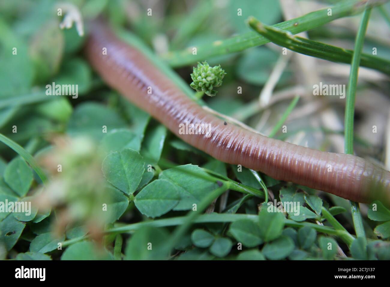 Common earthworm, dew-worm, rainworm, nightcrawler, angleworm, L ...
