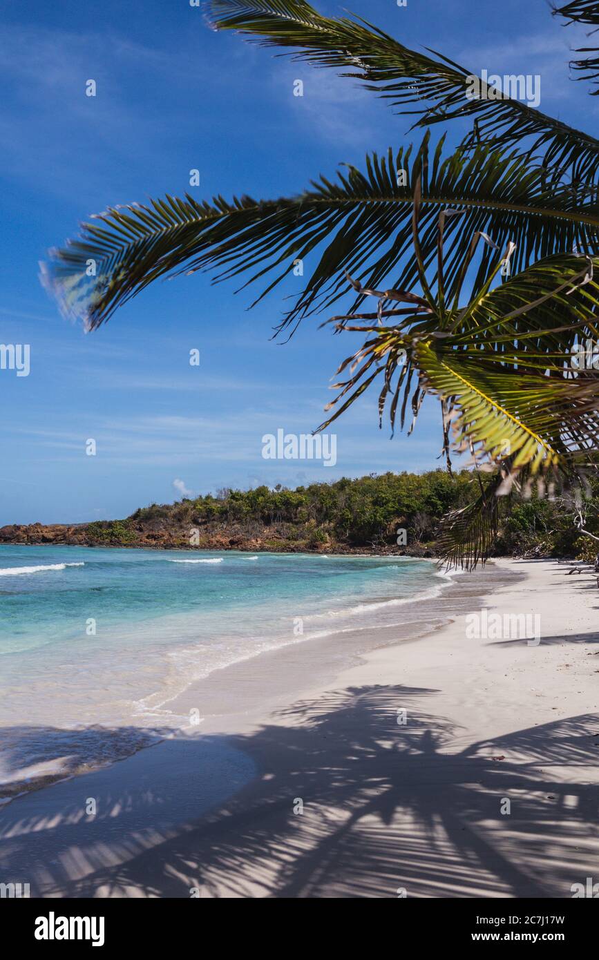 The sand, Caribbean Sea and palm trees in Playa Zoni beach in Culebra ...