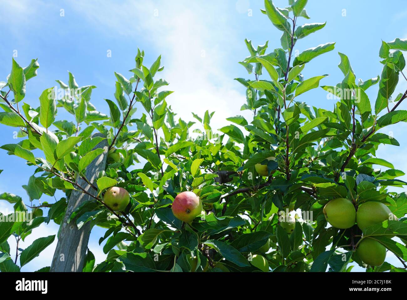 Fresh green apples growing on trees at an apple orchard Stock Photo - Alamy
