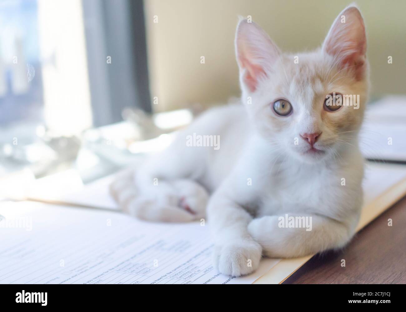 A short-haired domestic kitten lays on papers, July 16, 2020, in ...