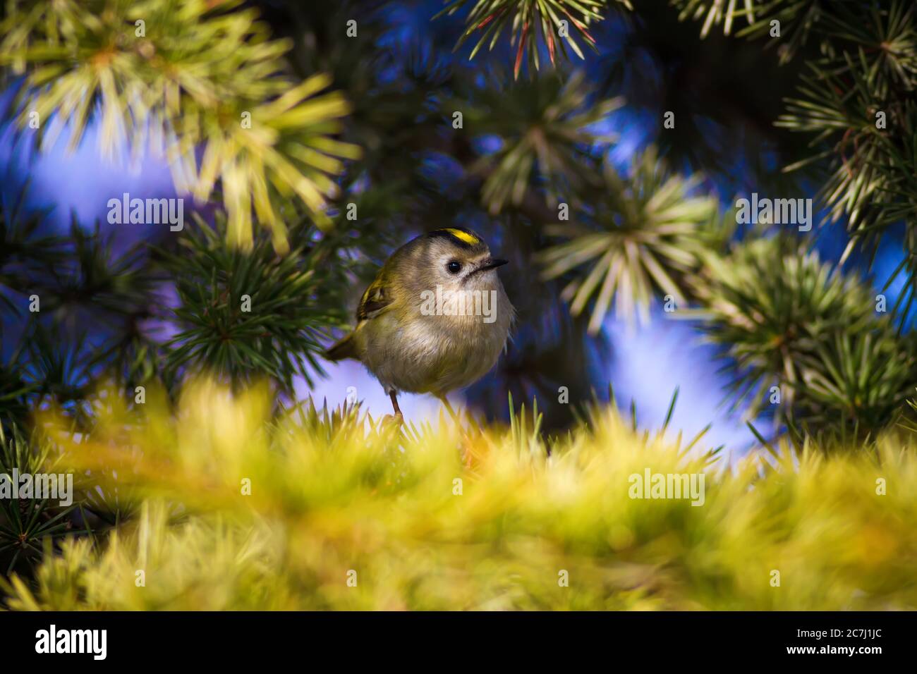 Cute little bird Goldcrest in tree. Natural background. Bird: Goldcrest ...