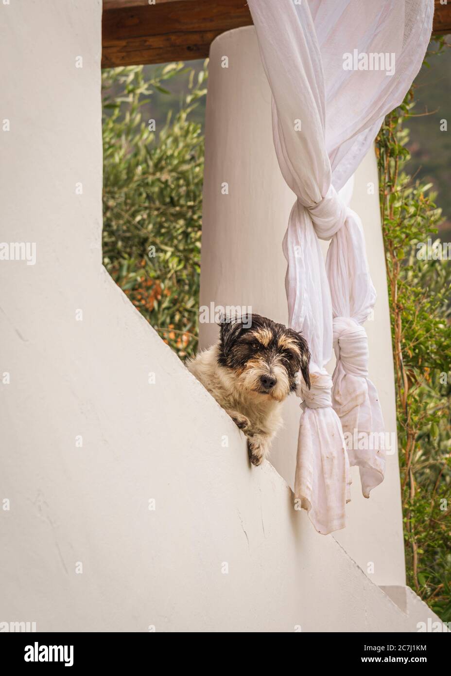 Dog sicily hi-res stock photography and images - Alamy
