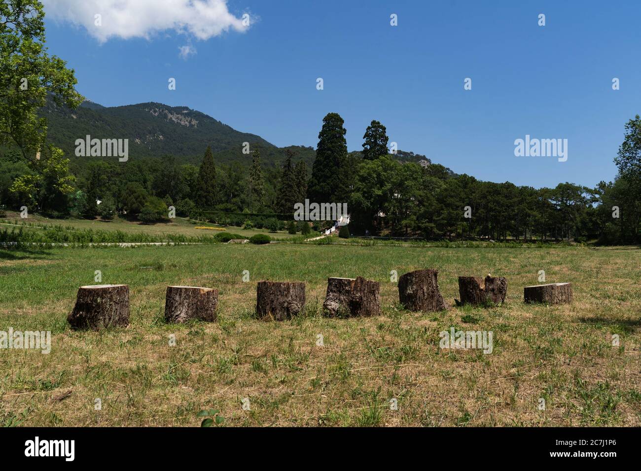 tree stumps on the background of green mountains. a beautiful ...