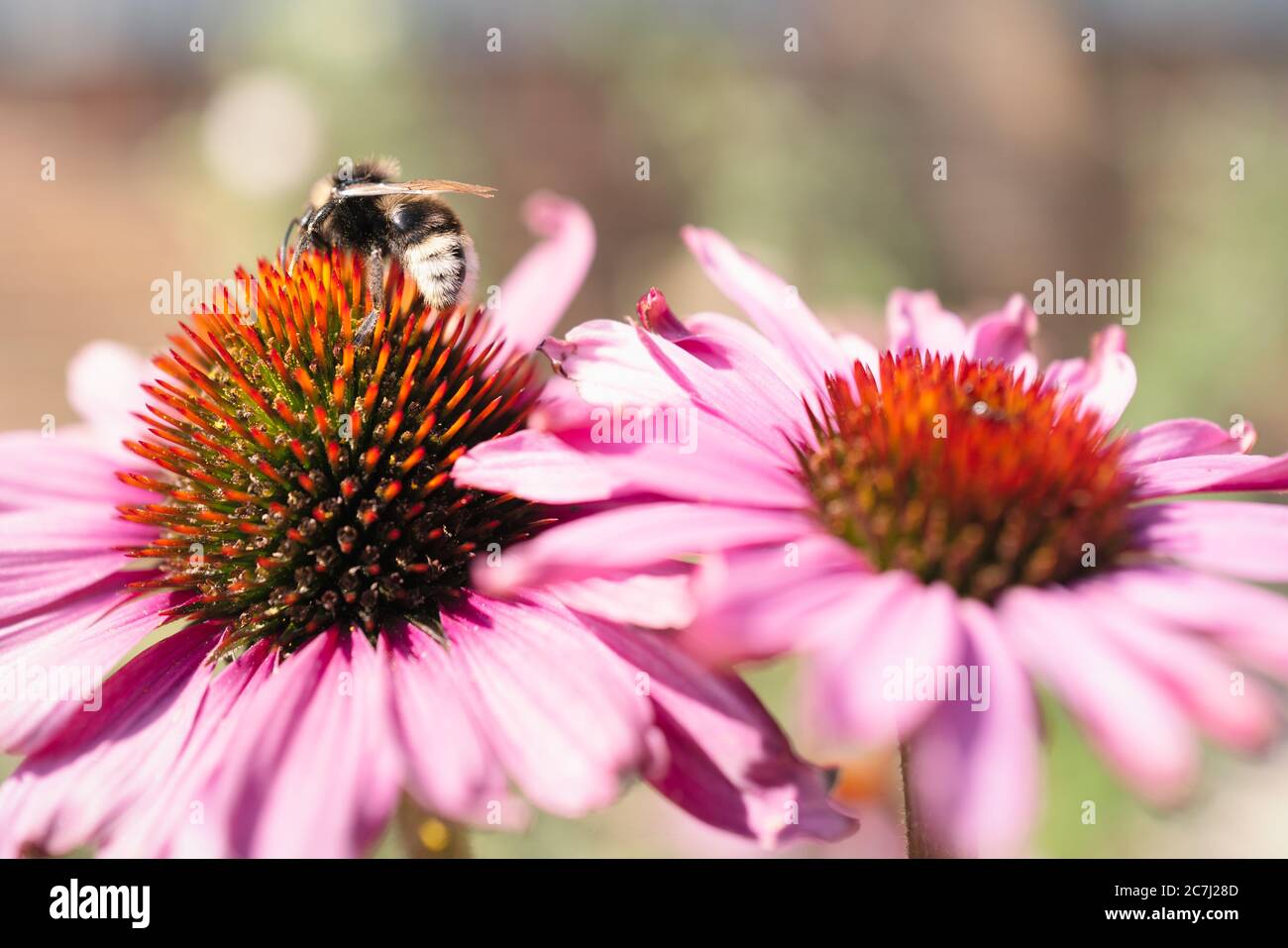 Bumblebee profile hi-res stock photography and images - Alamy