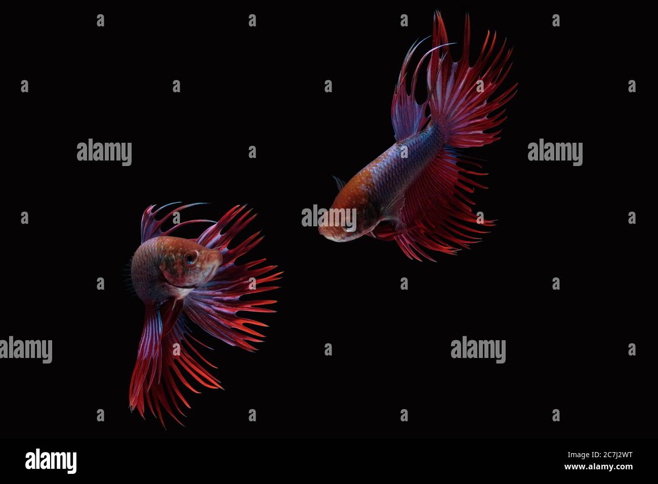 Two dancing red purple crown tail betta siamnse fighting fish isolated ...