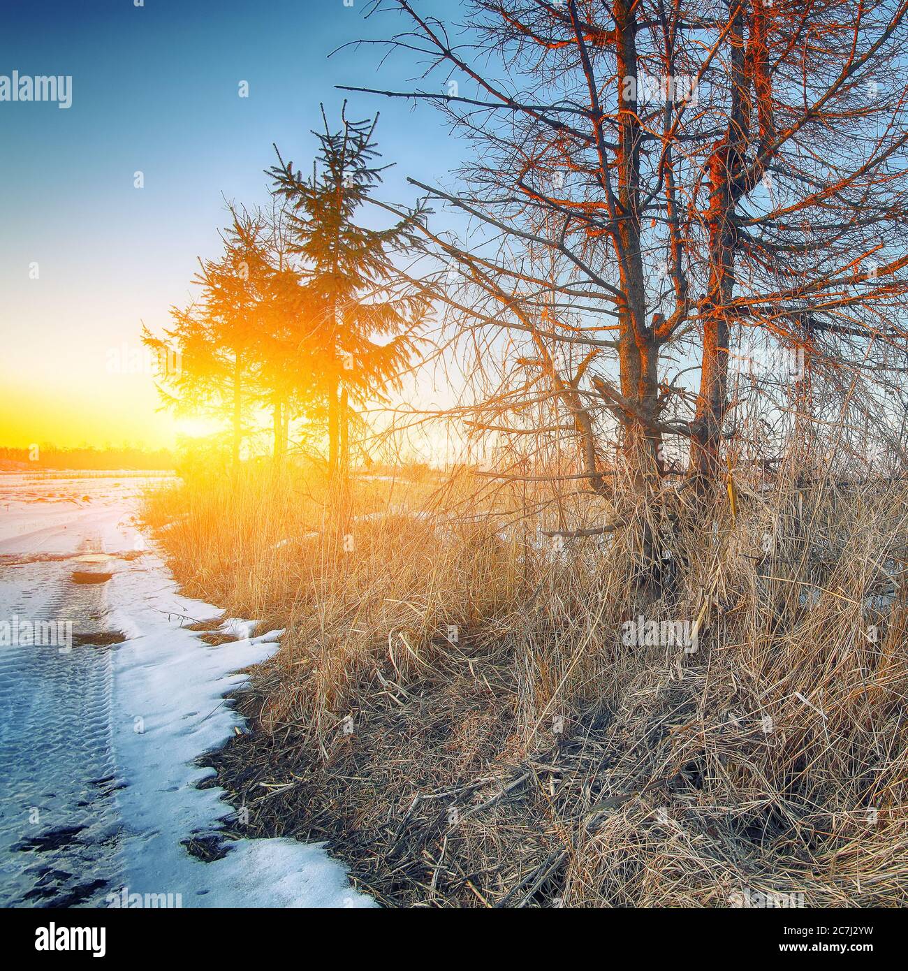 Tree with time traces hi-res stock photography and images - Alamy