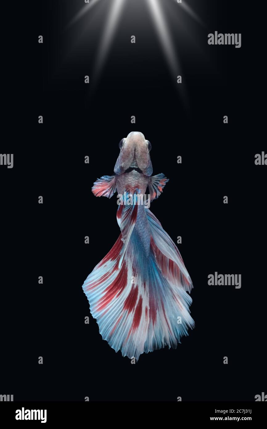 Back side low angle view of Blue halfmoon betta fish siamese (marble ...