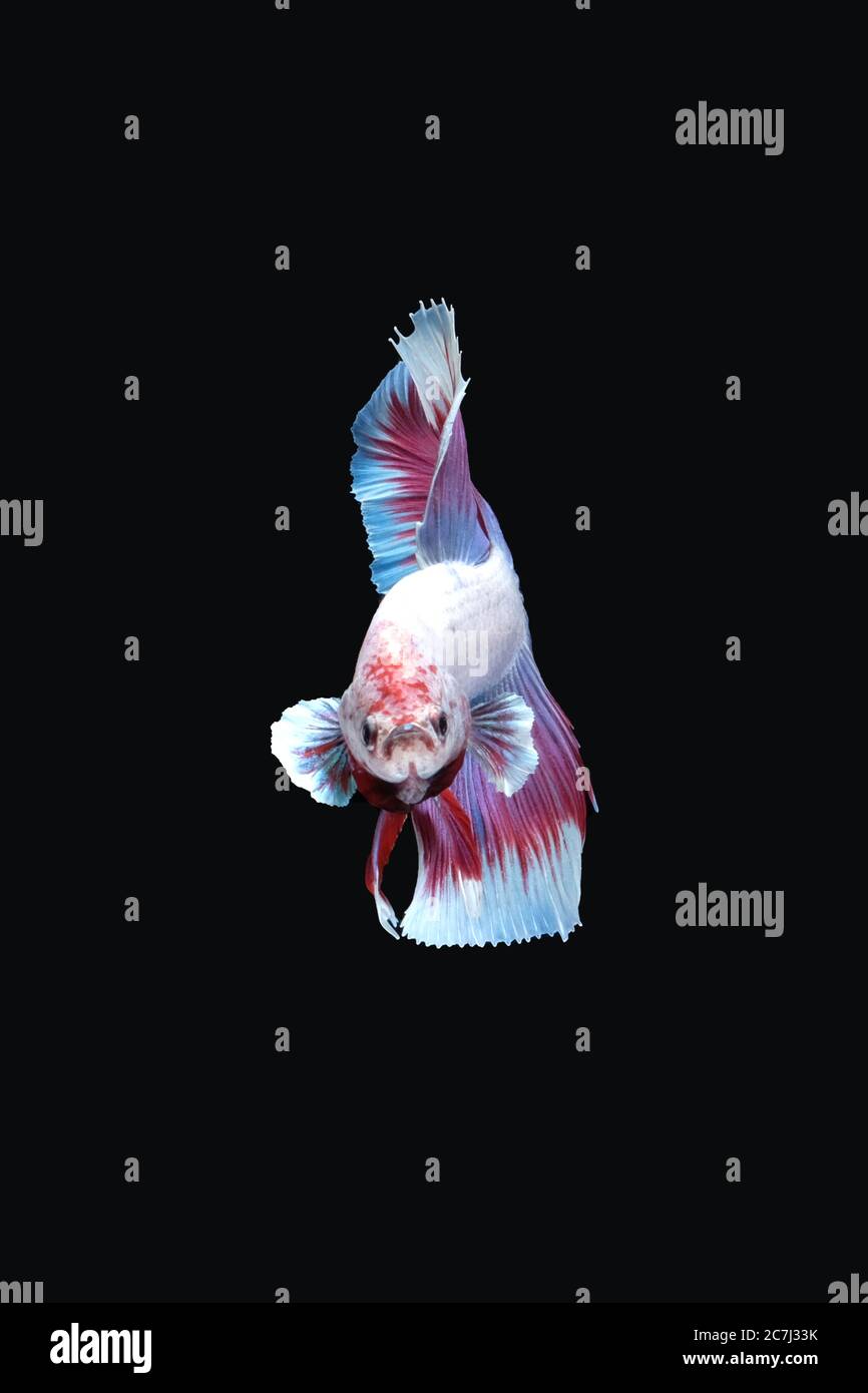 Betta face hi-res stock photography and images - Alamy