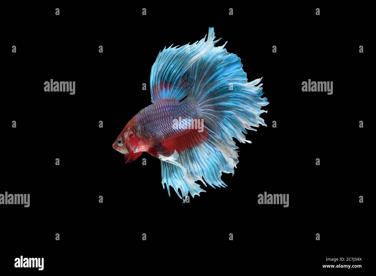 Purple And White Betta Fish