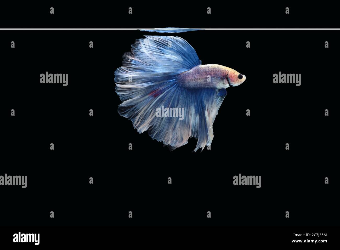 Side view of betta siamese fighting fish (Giant Halfmoon Rosetail in ...