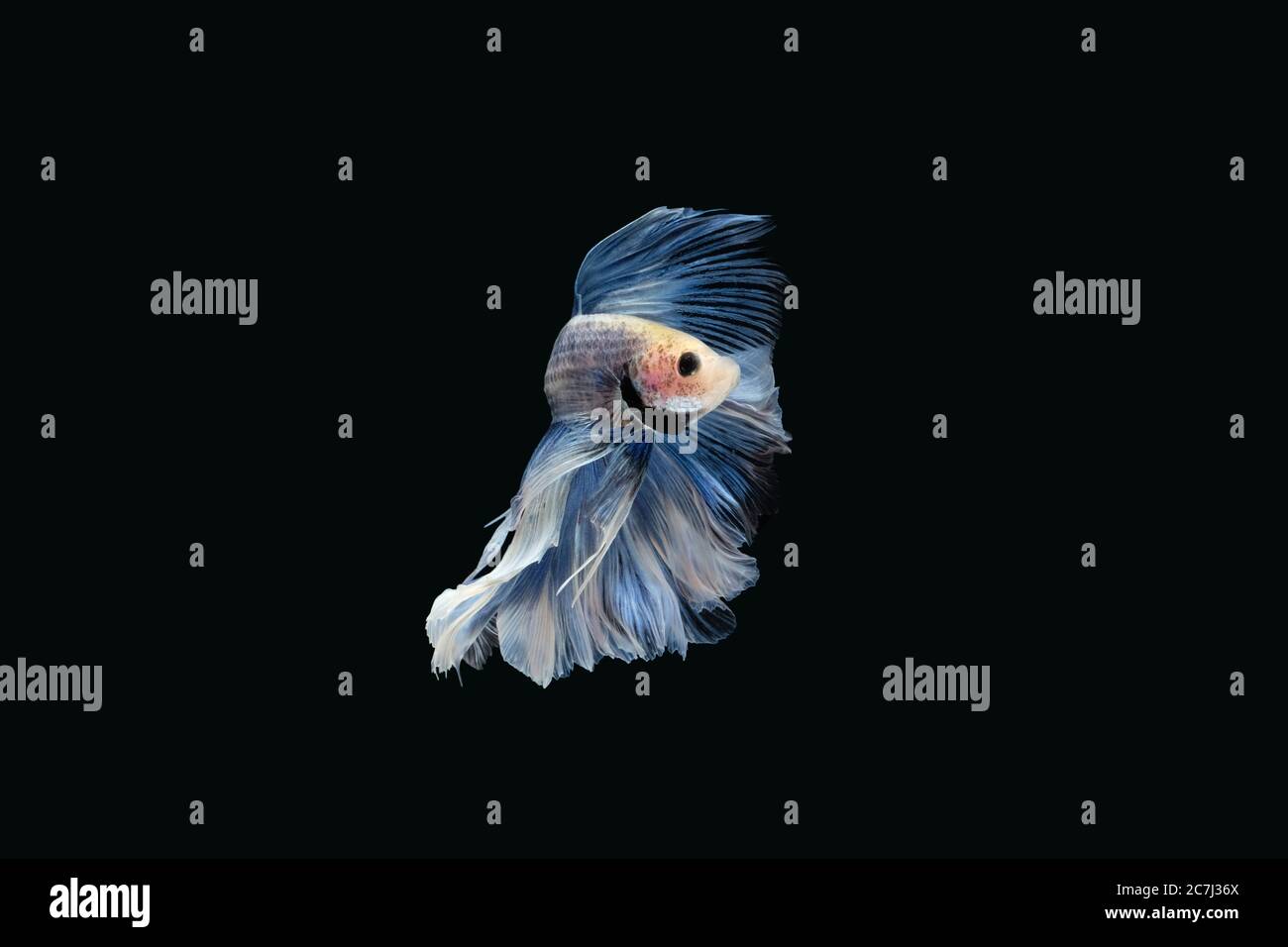 Swoop betta siamese fighting fish (Giant Halfmoon Rosetail in white ...