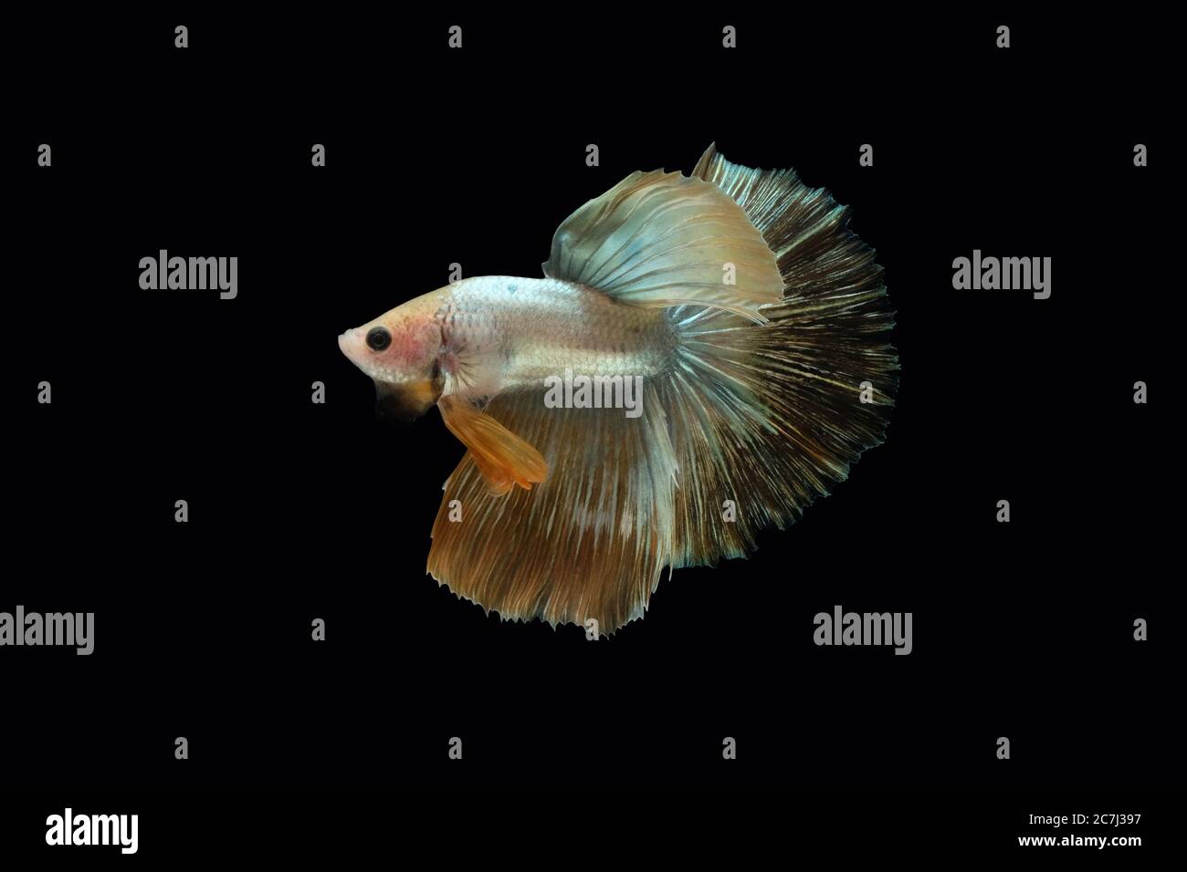 Side view angle of golden halfmoon rosetail marble grizzle betta ...