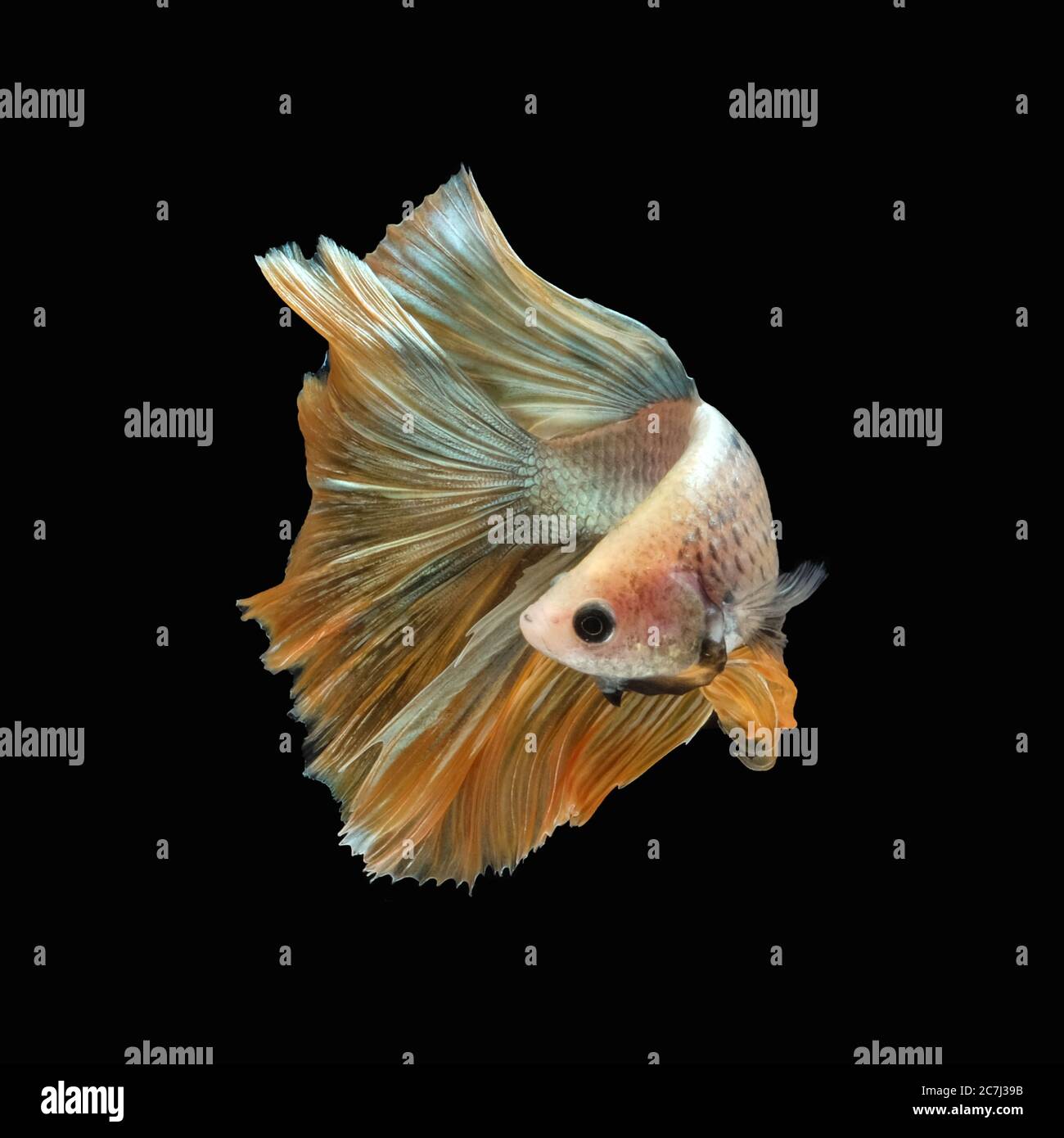 Side view angle of golden halfmoon rosetail marble grizzle betta ...