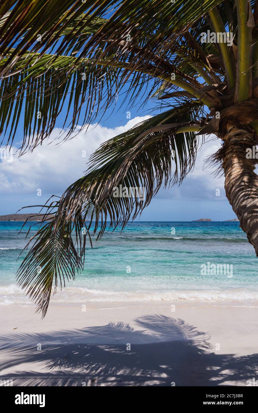 A palm tree in the foreground overlooking the Caribbean Sea from Playa ...