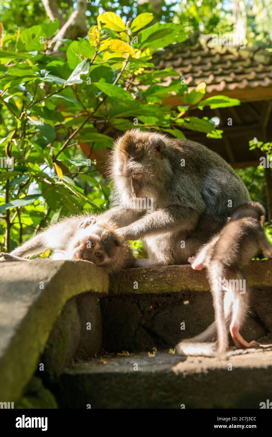 Monkeys in Ubud Bali Stock Photo - Alamy