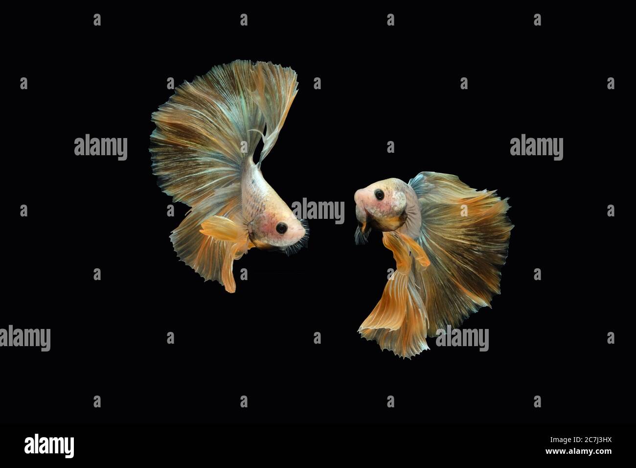 Two dancing golden halfmoon rosetail marble grizzle betta siamese ...