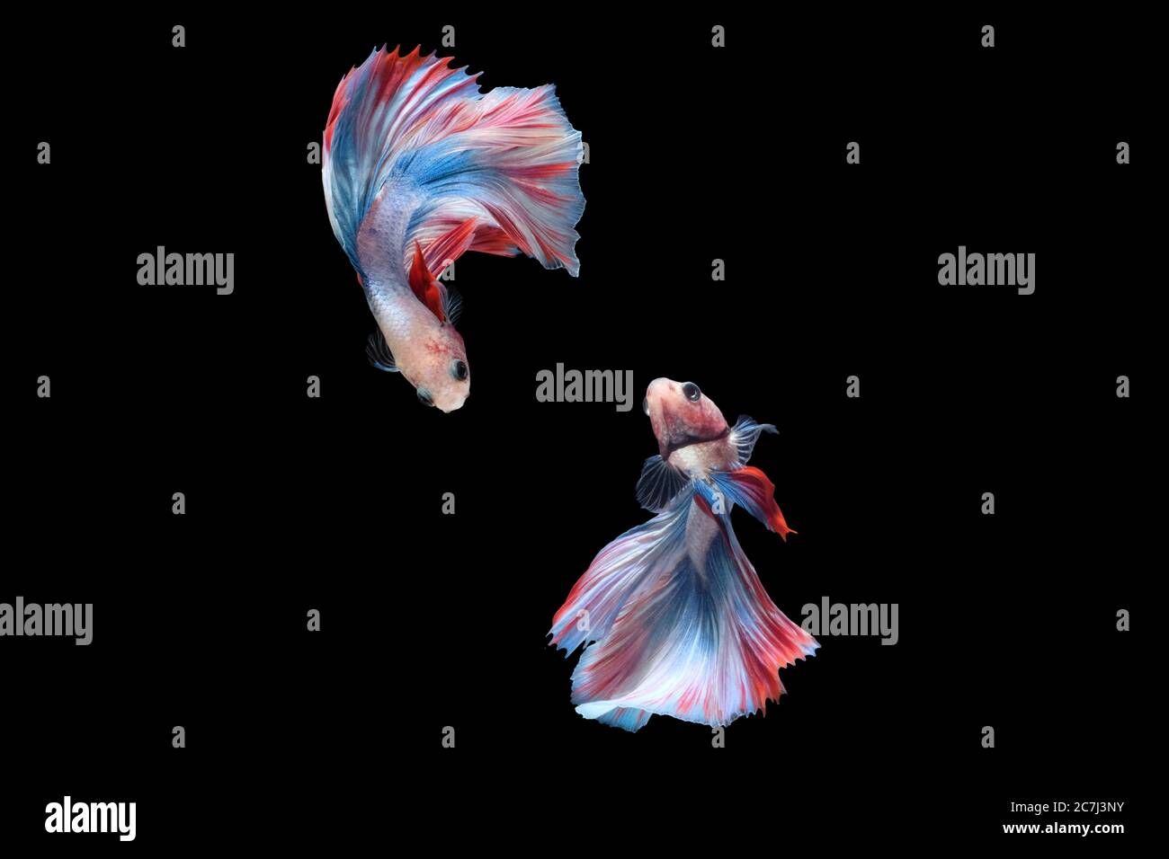 Two dancing betta siamese fighting fish (Double tail grizzle in blue ...