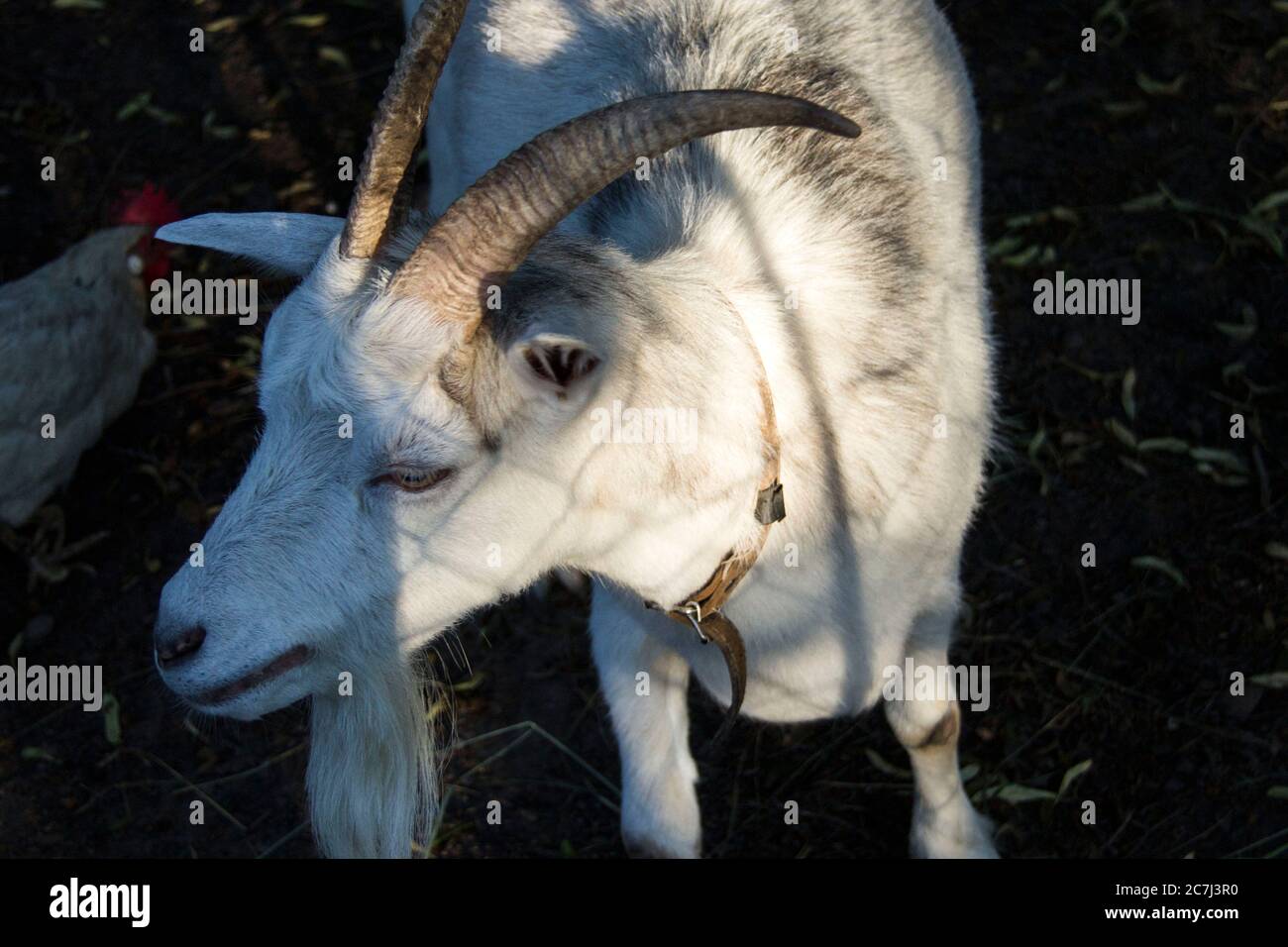 White goat and donkey hi-res stock photography and images - Alamy