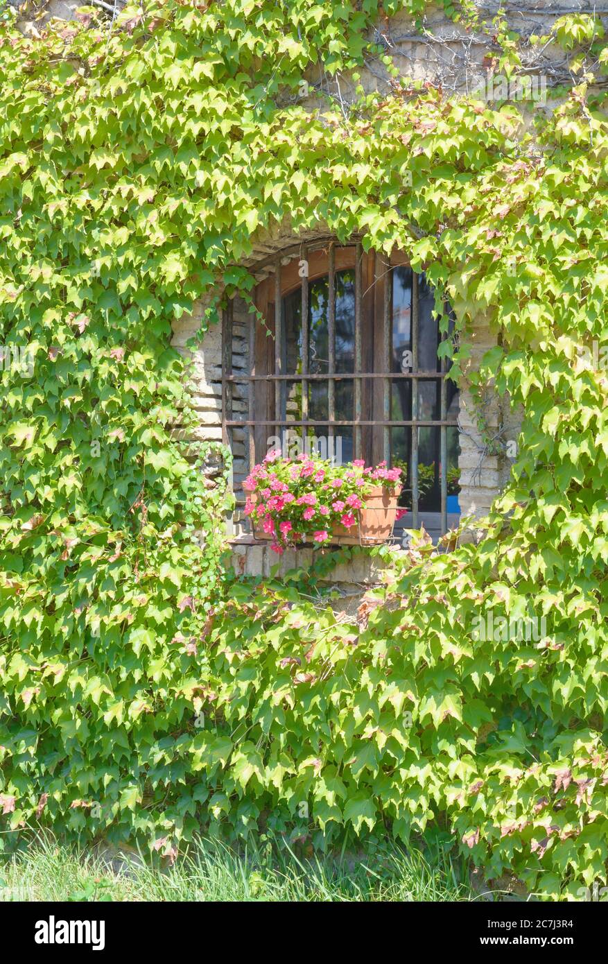 Window with leaves hi-res stock photography and images - Alamy