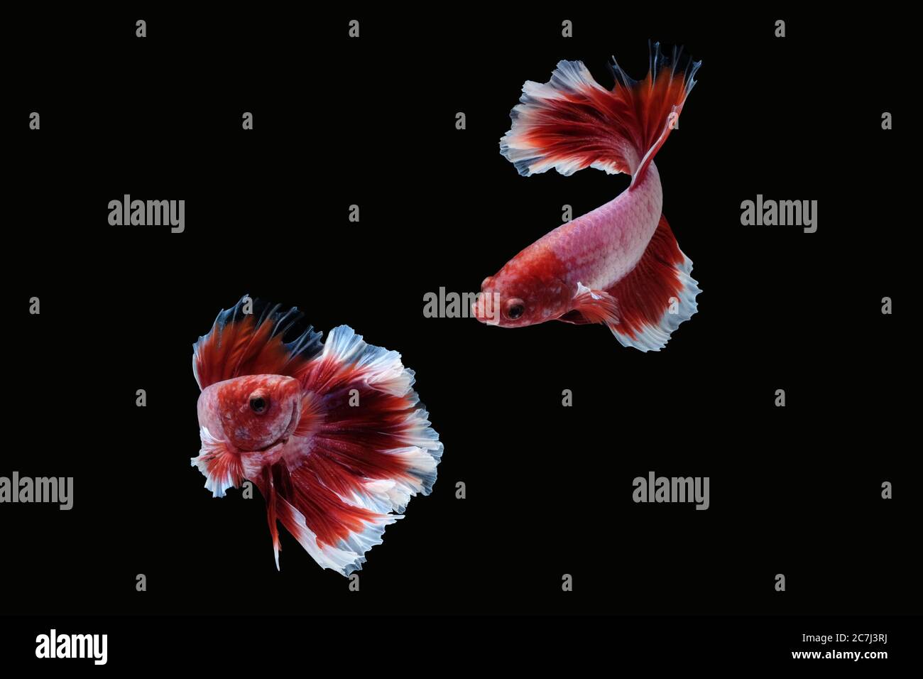 Two dancing betta siamese fighting fish (Halfmoon lavender in red and ...
