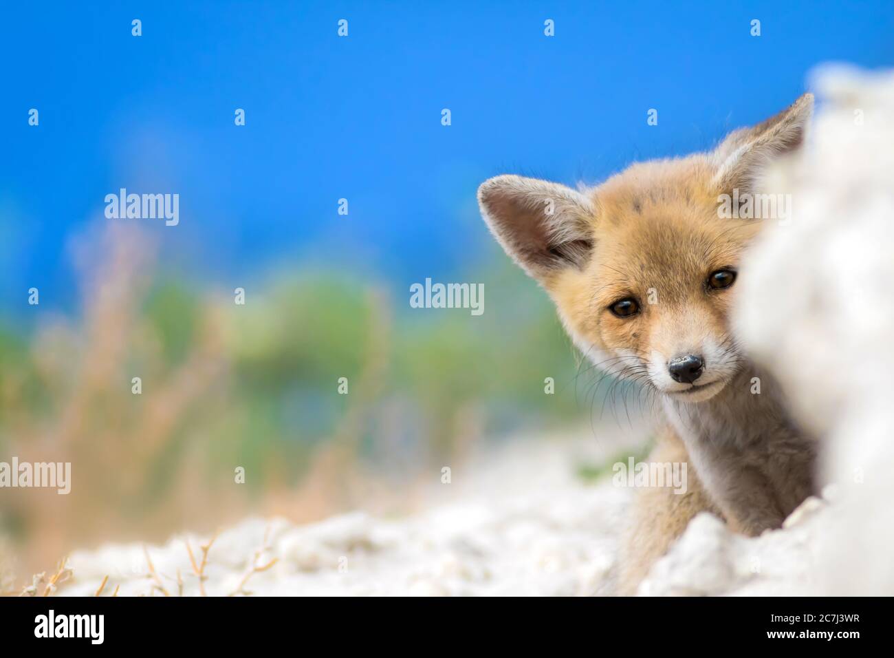 Cute Fox. Nature Background Stock Photo - Alamy