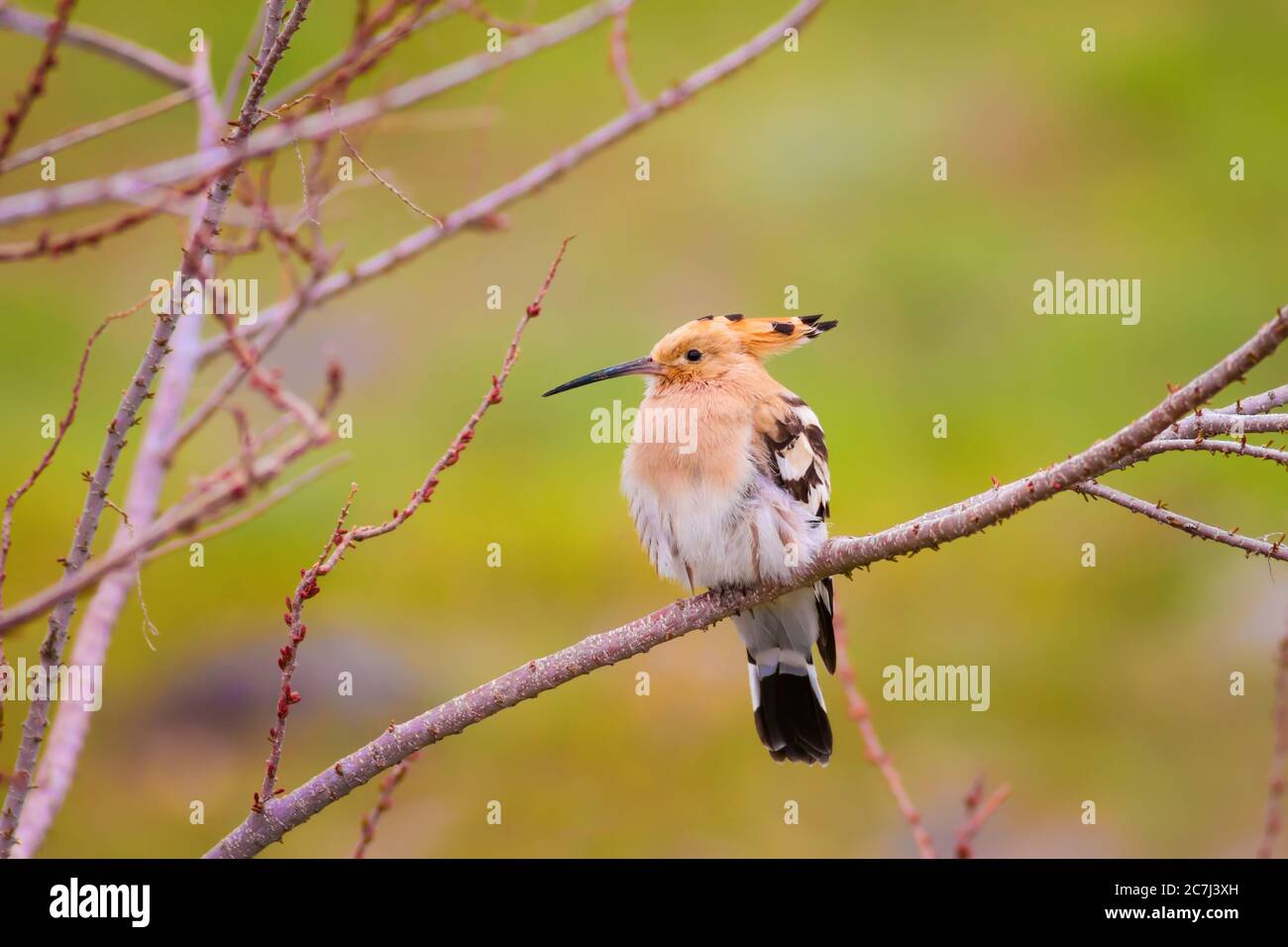 Cute bird. Hoopoe. Bird: Eurasian Hoopoe. Upupa epops. Green nature ...
