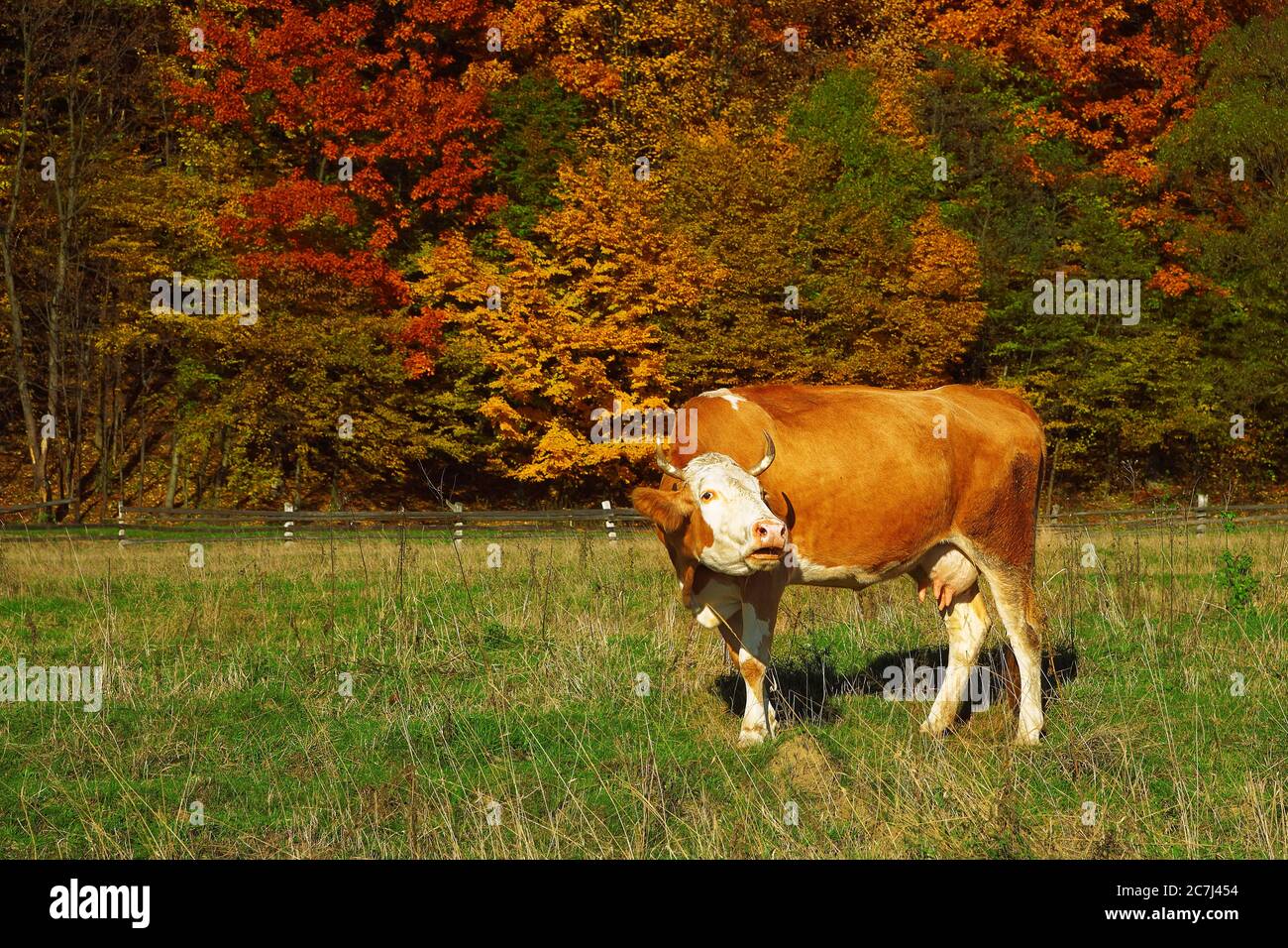 Single cow moos hi-res stock photography and images - Alamy