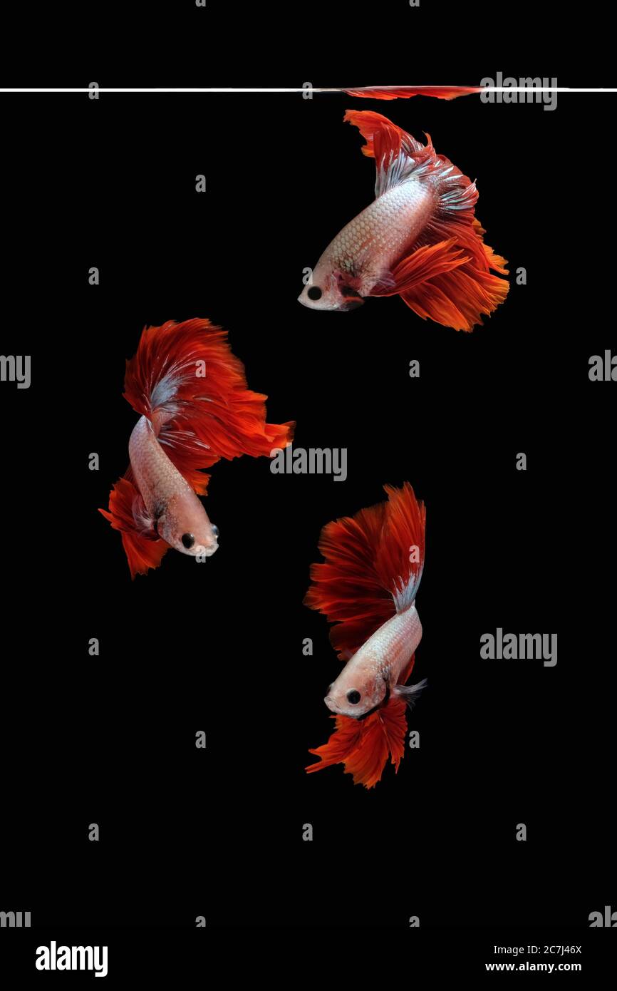 Photo collage flaying and dancing betta siamese fighting fish on a ...