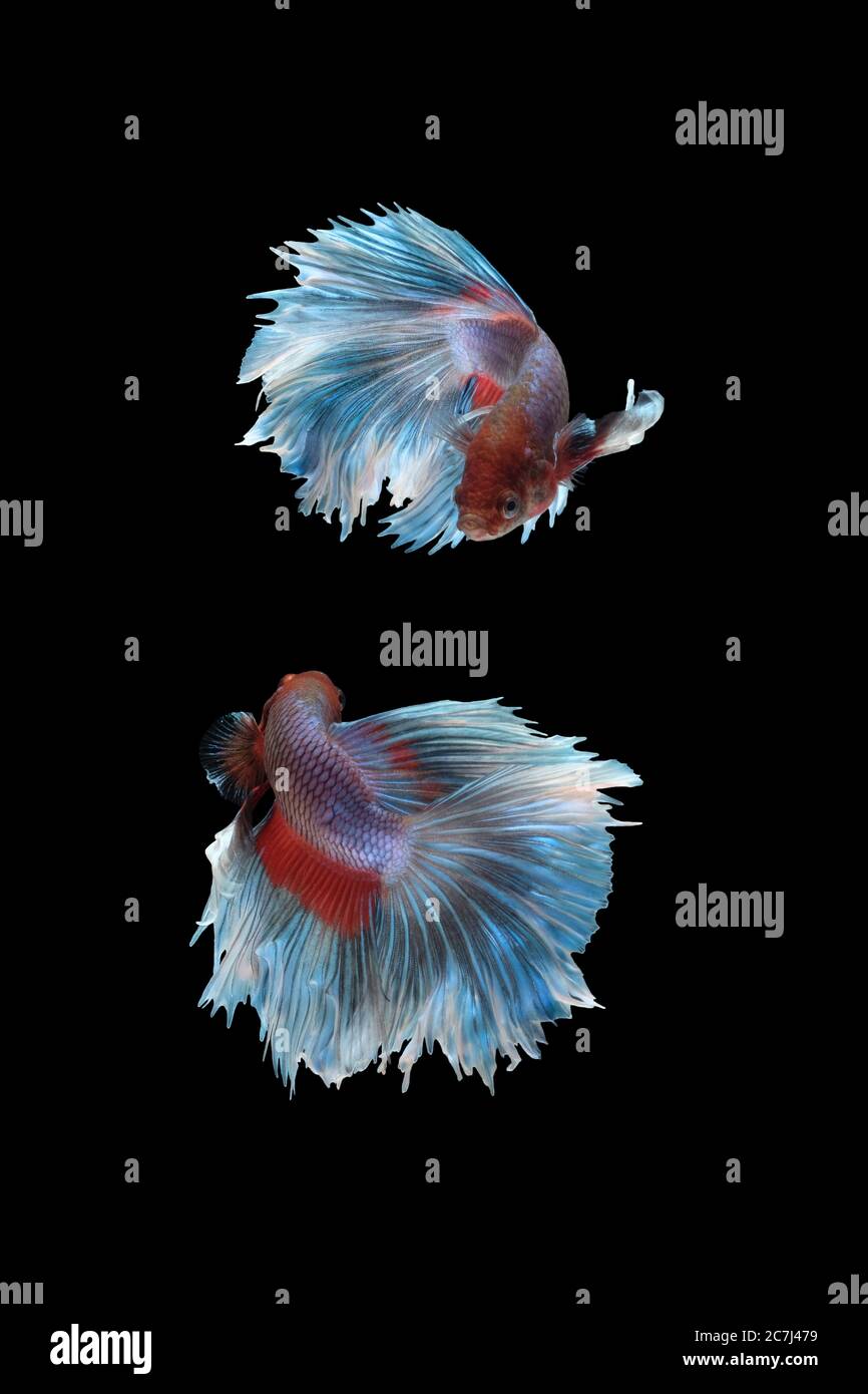 Two flaying and dancing betta siamese fighting fish (Giant Halfmoon ...