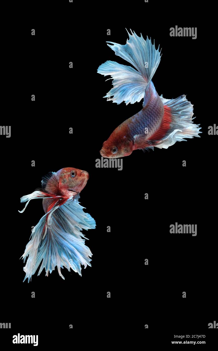 Two flaying and dancing betta siamese fighting fish (Giant Halfmoon ...