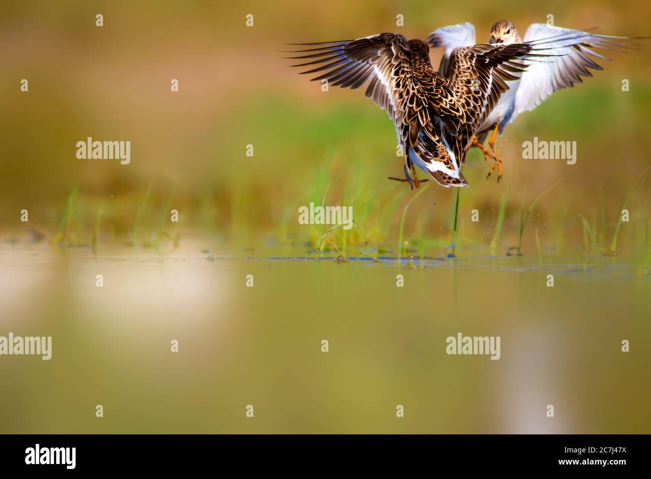 Nature and birds. Common water bird. Colorful nature habitat background ...