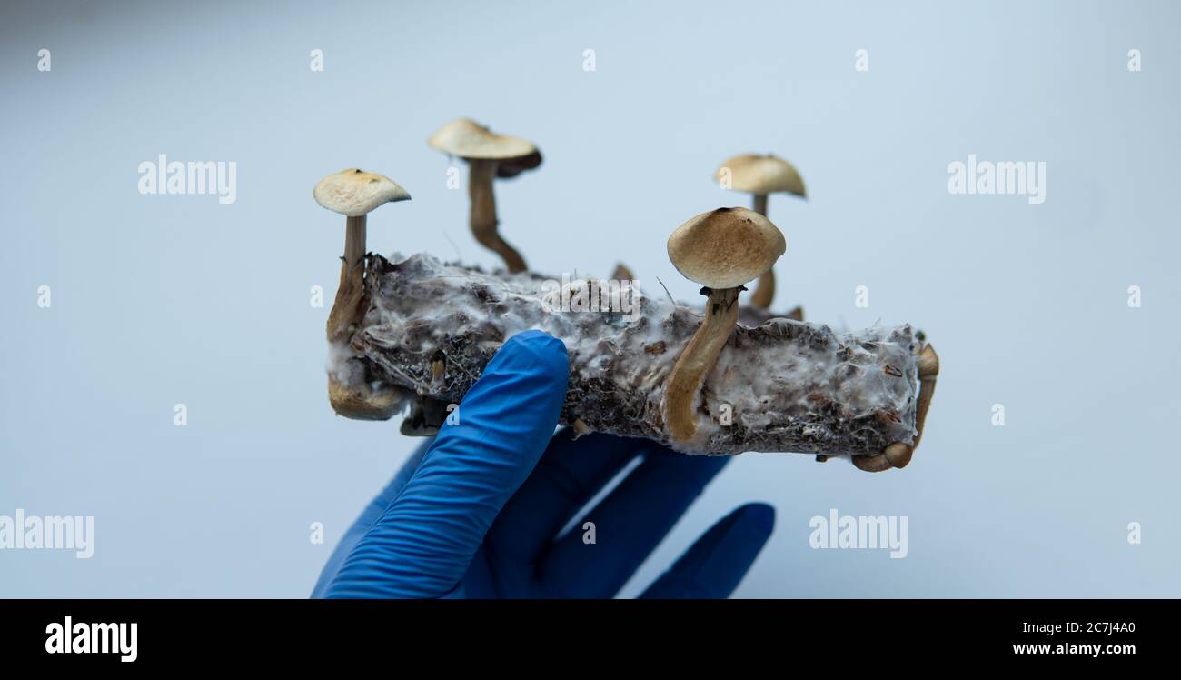 Medical research on psilocybin. Legalization of psilocybin mushrooms in ...