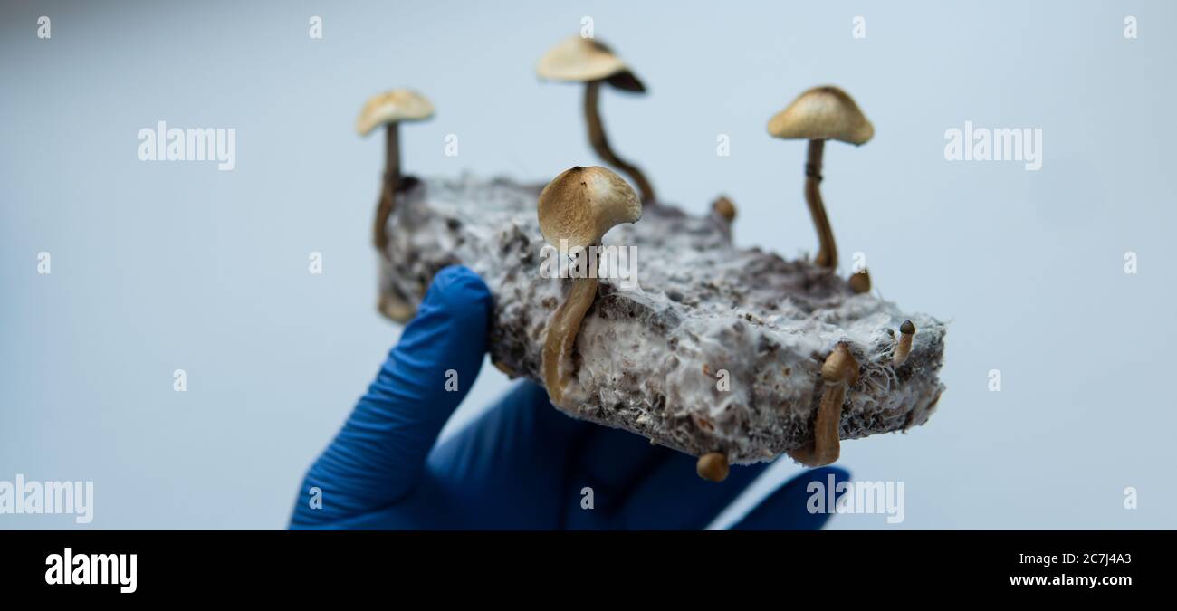 Magic mushrooms hands hi-res stock photography and images - Alamy