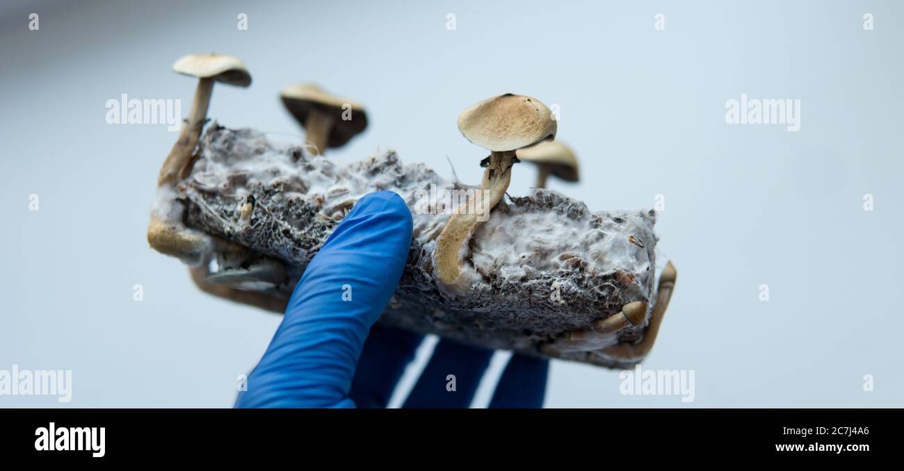 Medical research on psilocybin. Legalization of psilocybin mushrooms in ...