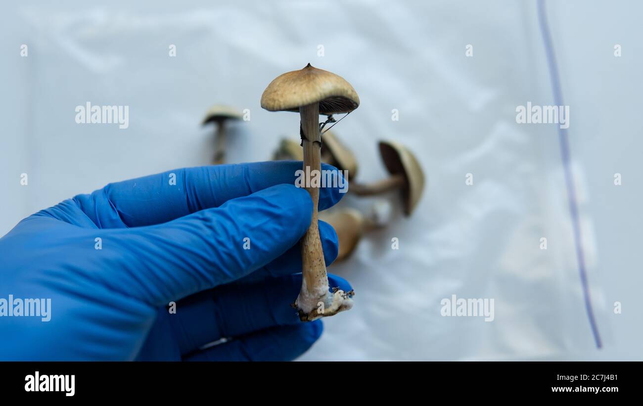 psilocybin mushrooms lying in male hands in blue medical gloves Stock ...